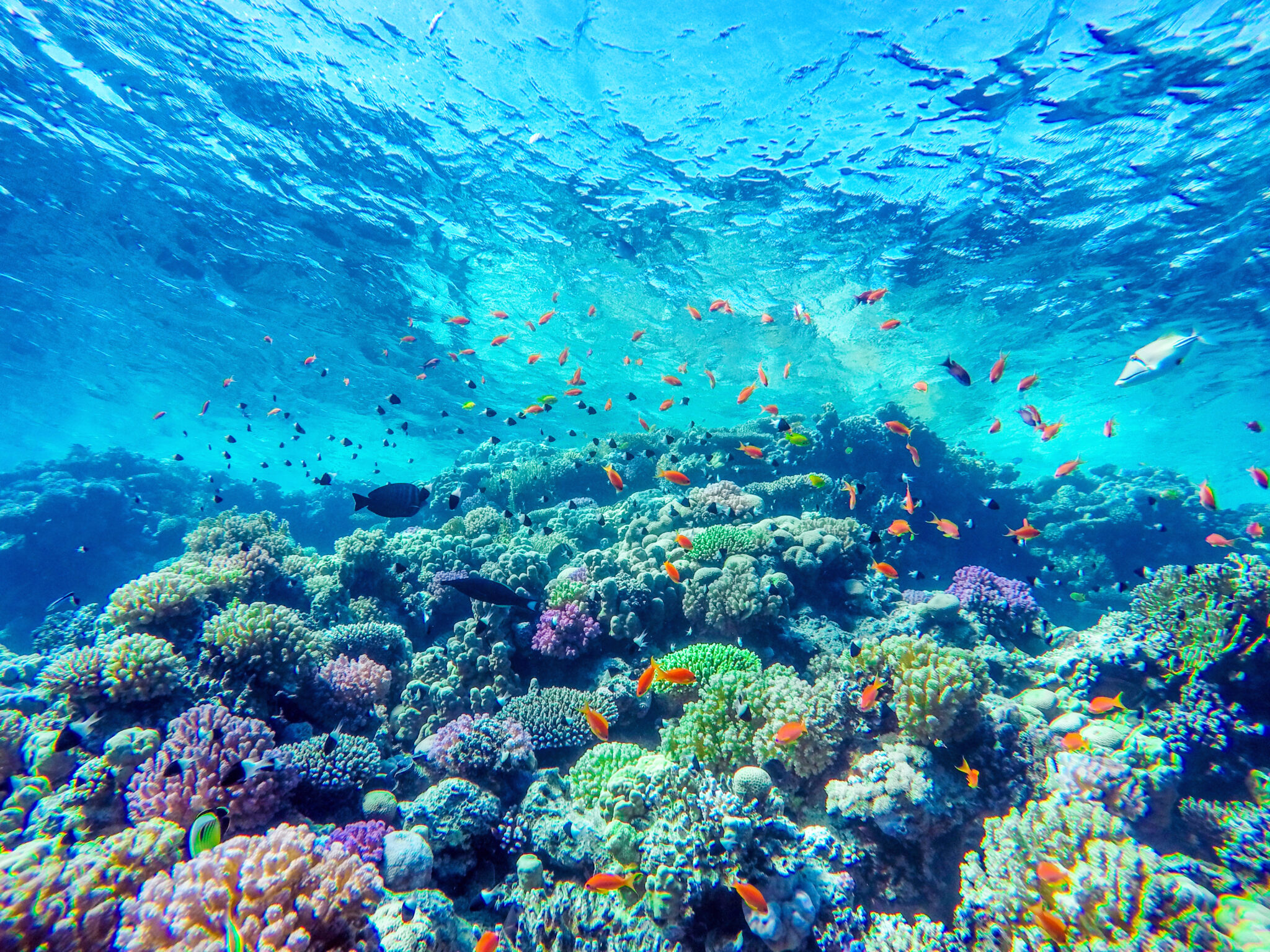 Pristine Coral Reefs Discovered in Uncharted Waters