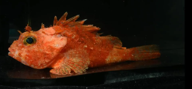 Mind-Blowing Fish With Spines and Tentacles Discovered in the Pacific Ocean