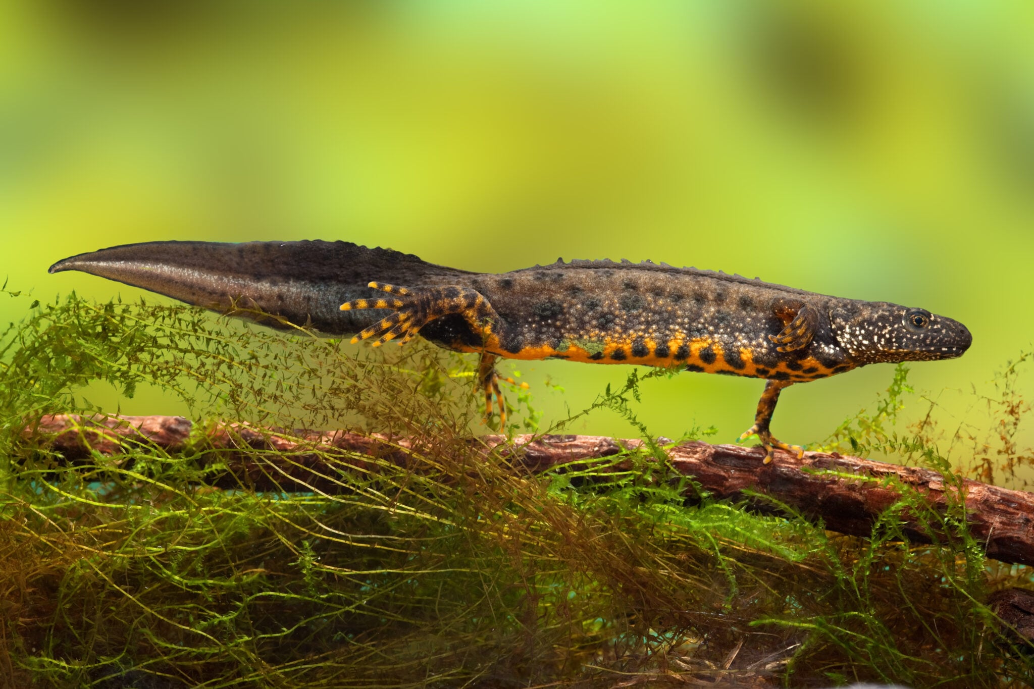 Understanding the Differences Between Newts and Salamanders