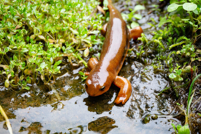 Understanding the Differences Between Newts and Salamanders