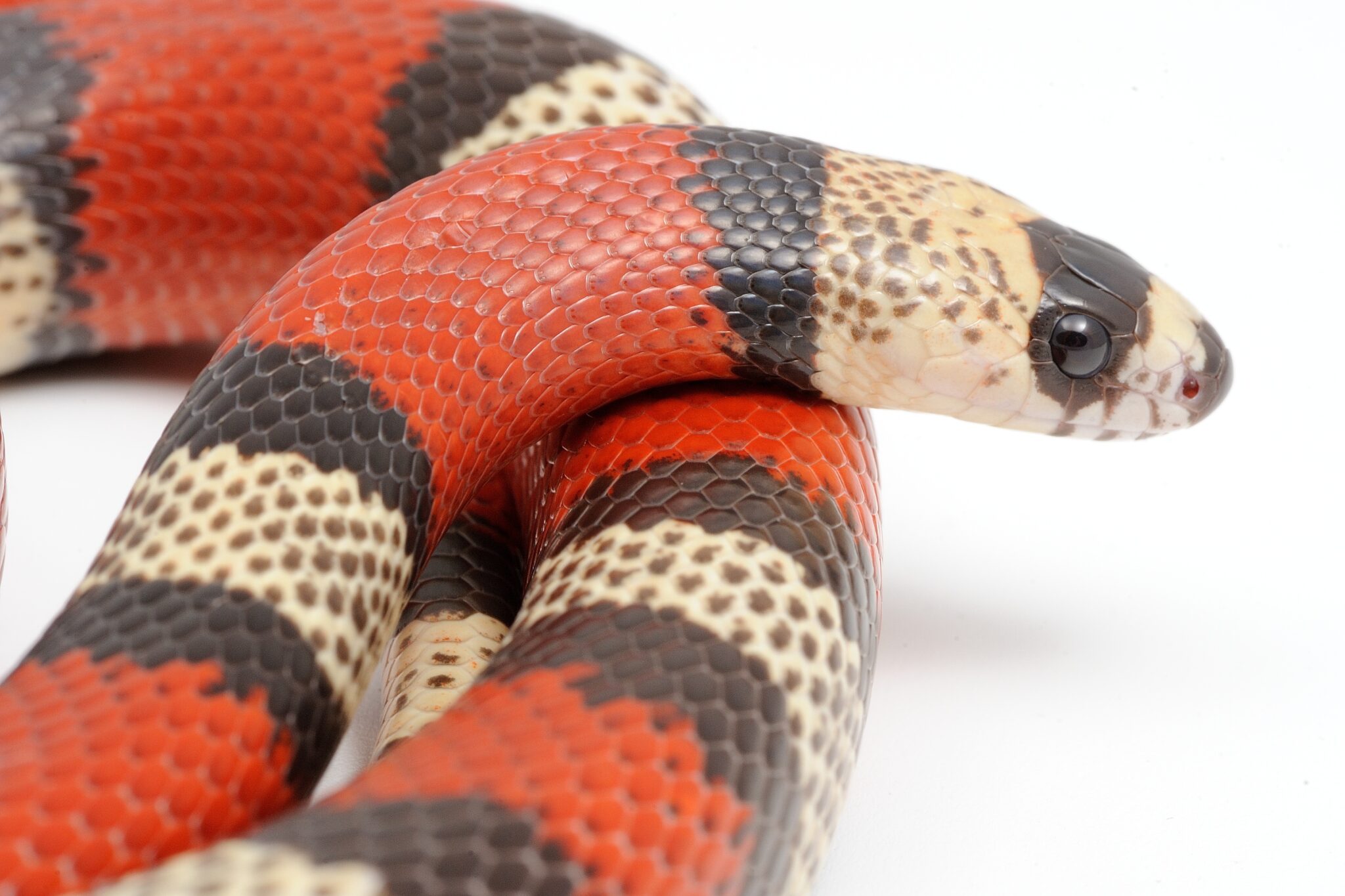 The Difference Between a Coral Snake and Milk Snake