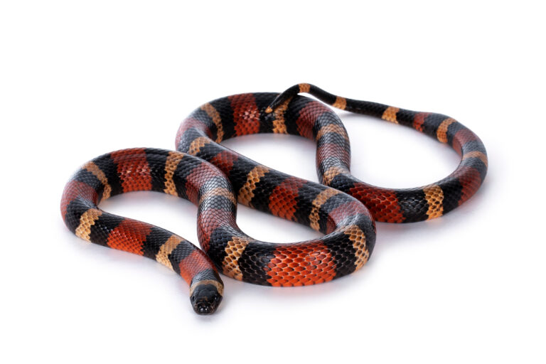 The Difference Between a Coral Snake and Milk Snake