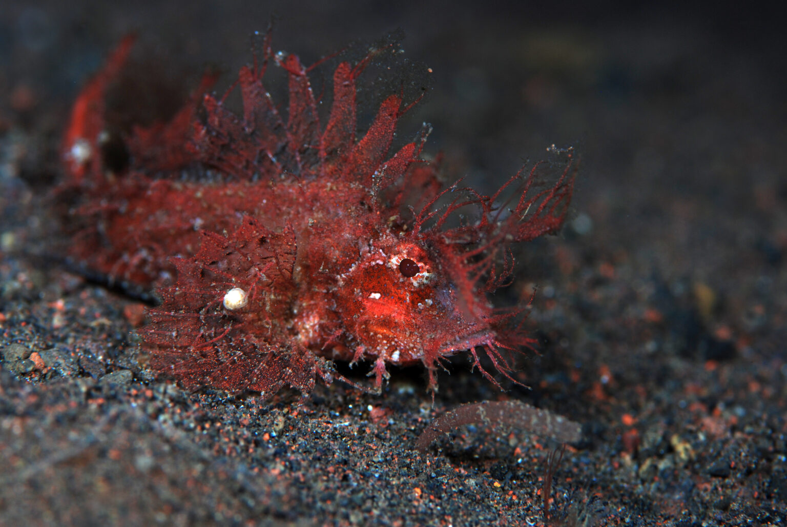 Mind-Blowing Fish With Spines and Tentacles Discovered in the Pacific Ocean