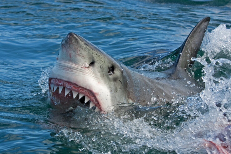 Deep Blue: The Biggest Shark Ever Filmed and Its Massive Impact on ...