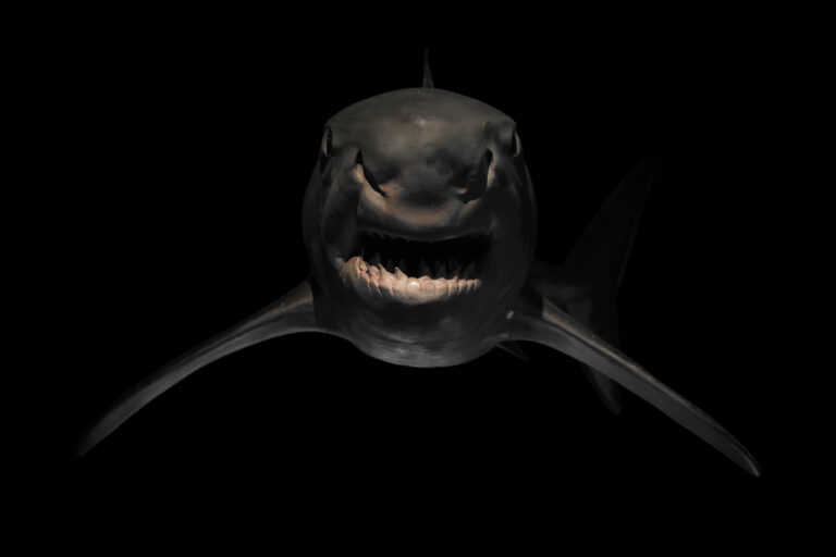 5 Types of Sharks in Long Island Sound