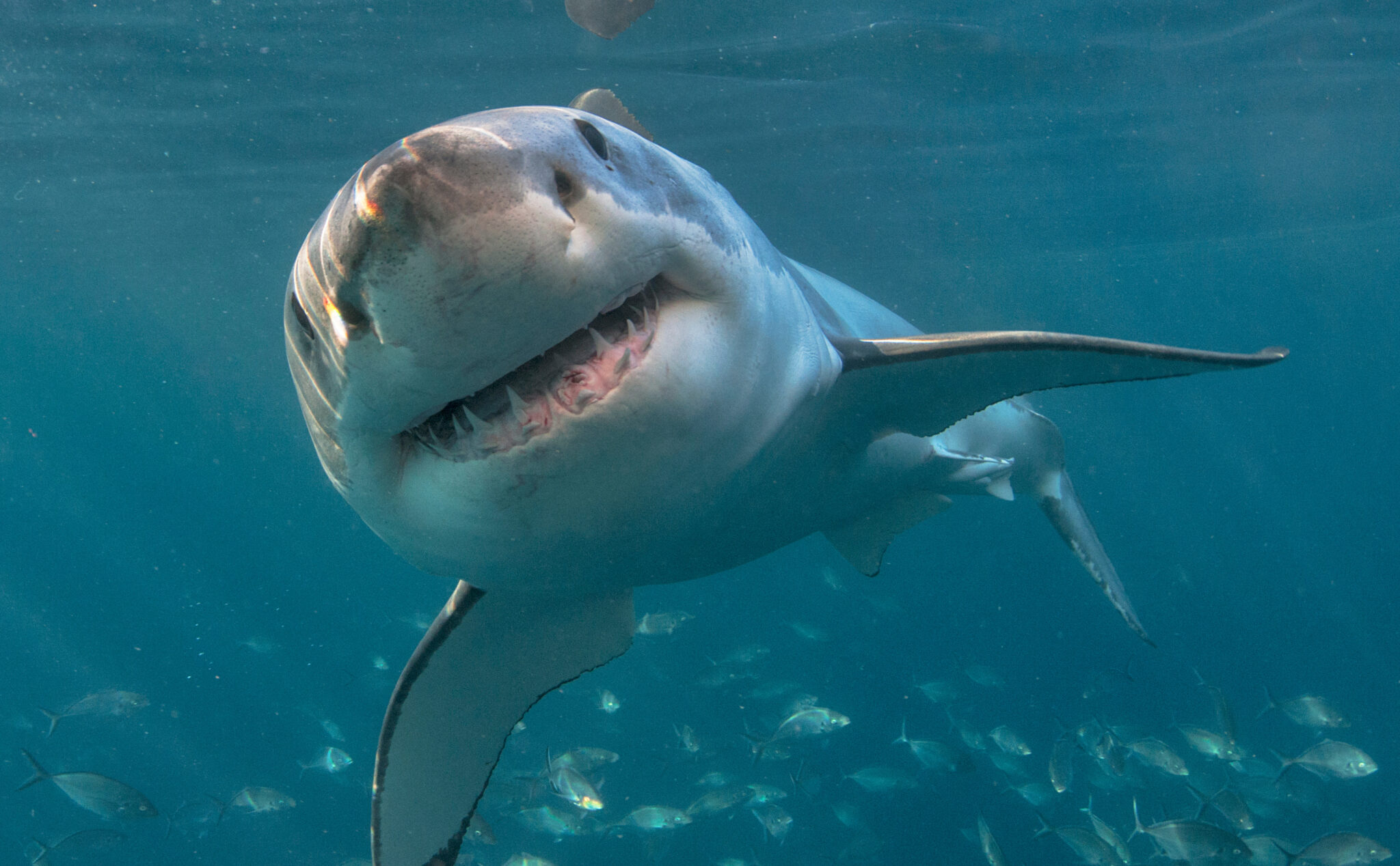 Sharks Are Actually Older Than Trees