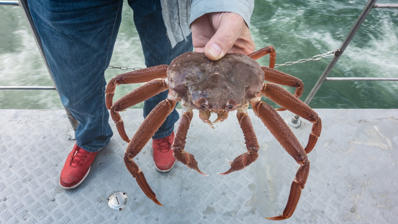 Alaskan Snow Crabs Are Becoming Acid-Resistant