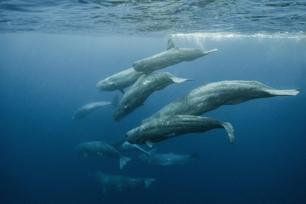 Very First Sperm Whale Sanctuary Created in the Caribbean