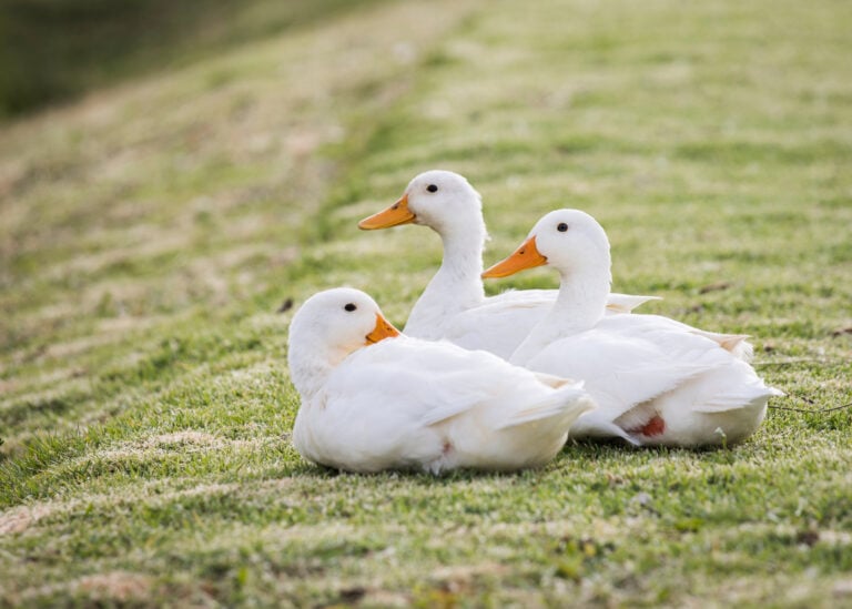 The Difference Between a Duck and Goose