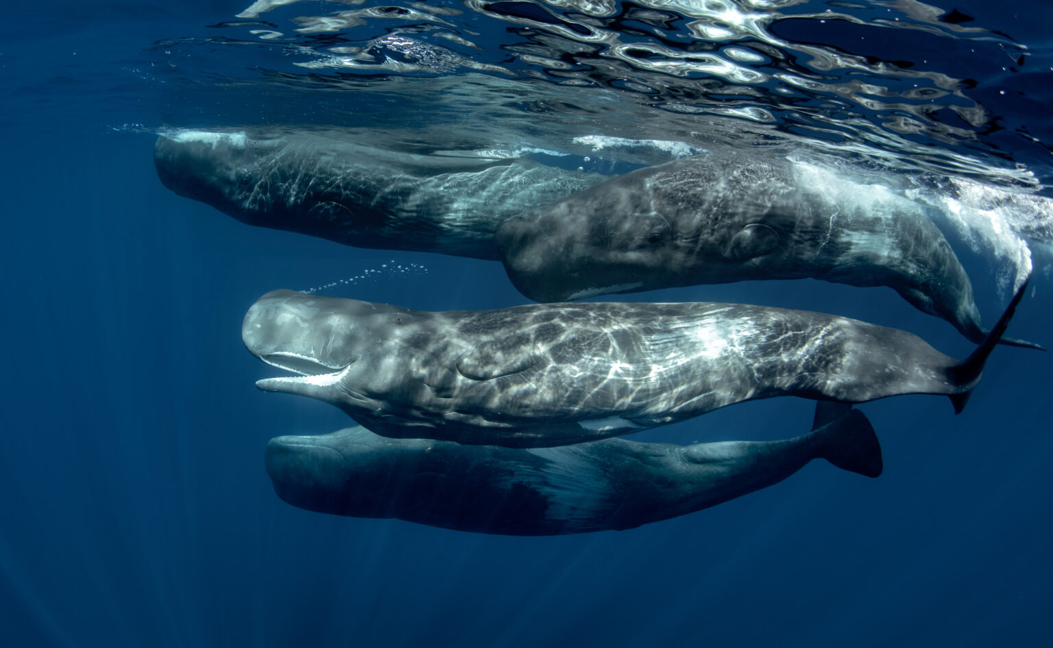 Ocean Animals You Didn't Know Evolved From Land