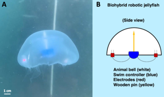 Biohybrid Robotic Jellyfish Are Being Used To Monitor Ocean Environments