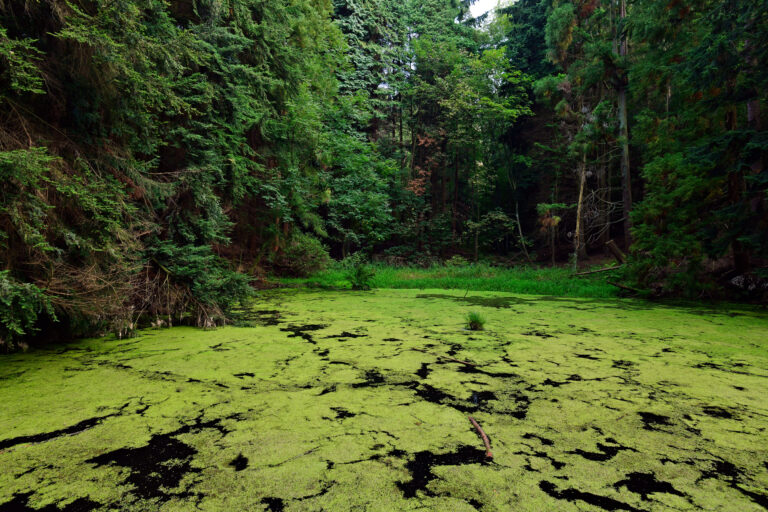What is Eutrophication? Understanding the Impact on Aquatic Ecosystems