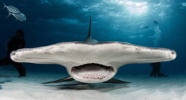 Shocking Survival Stories: How a Day at the Beach Turned Into a ...