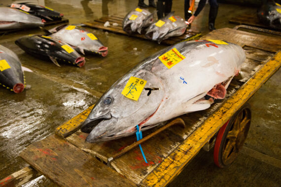 Mind-Blowing Most Expensive Tuna Ever Sold