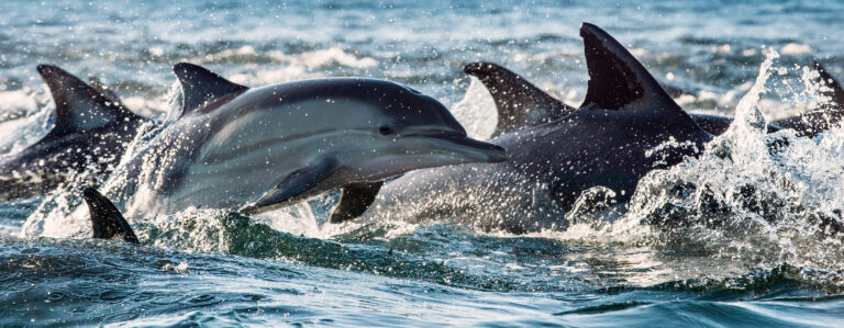 What's the Differenc Between a Dolphin and a Whale?