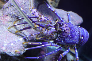 5 Rarest Lobsters in the World