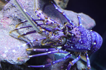 5 Rarest Lobsters in the World