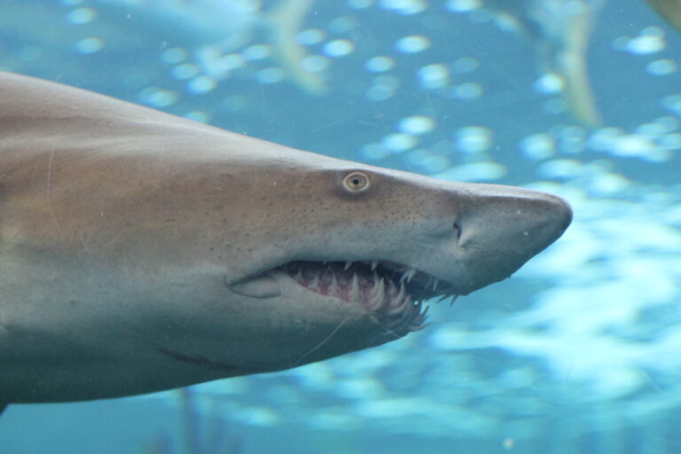 How Many Rows of Teeth Do Sharks Have?
