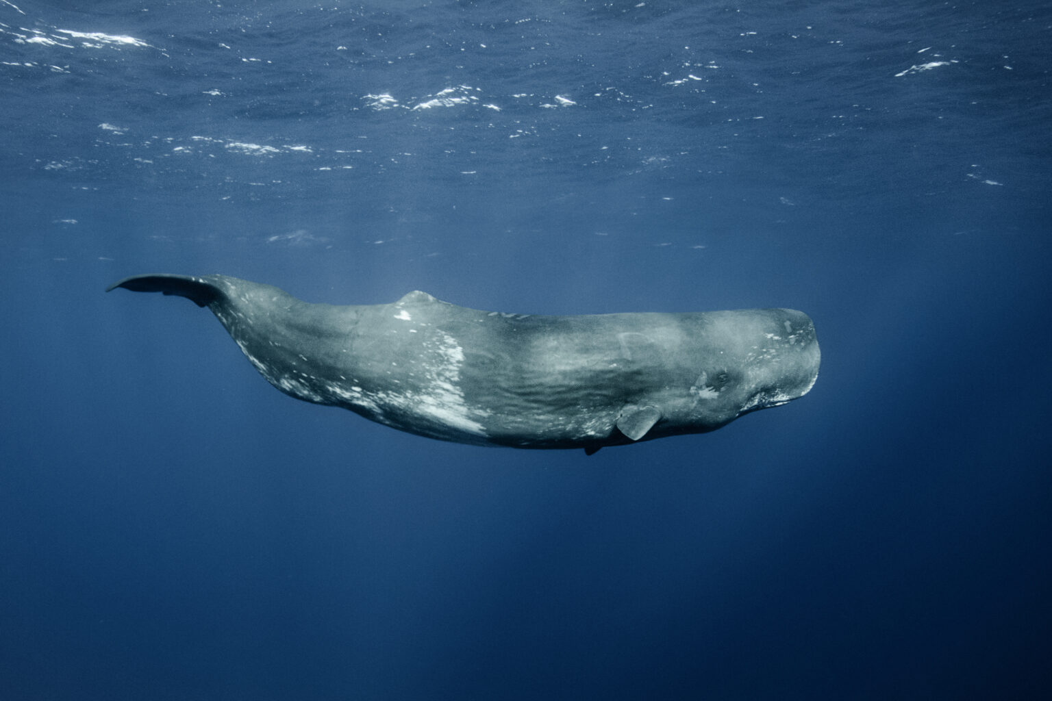 Humans Are Coming Closer To Understanding Whale Languages Thanks To AI