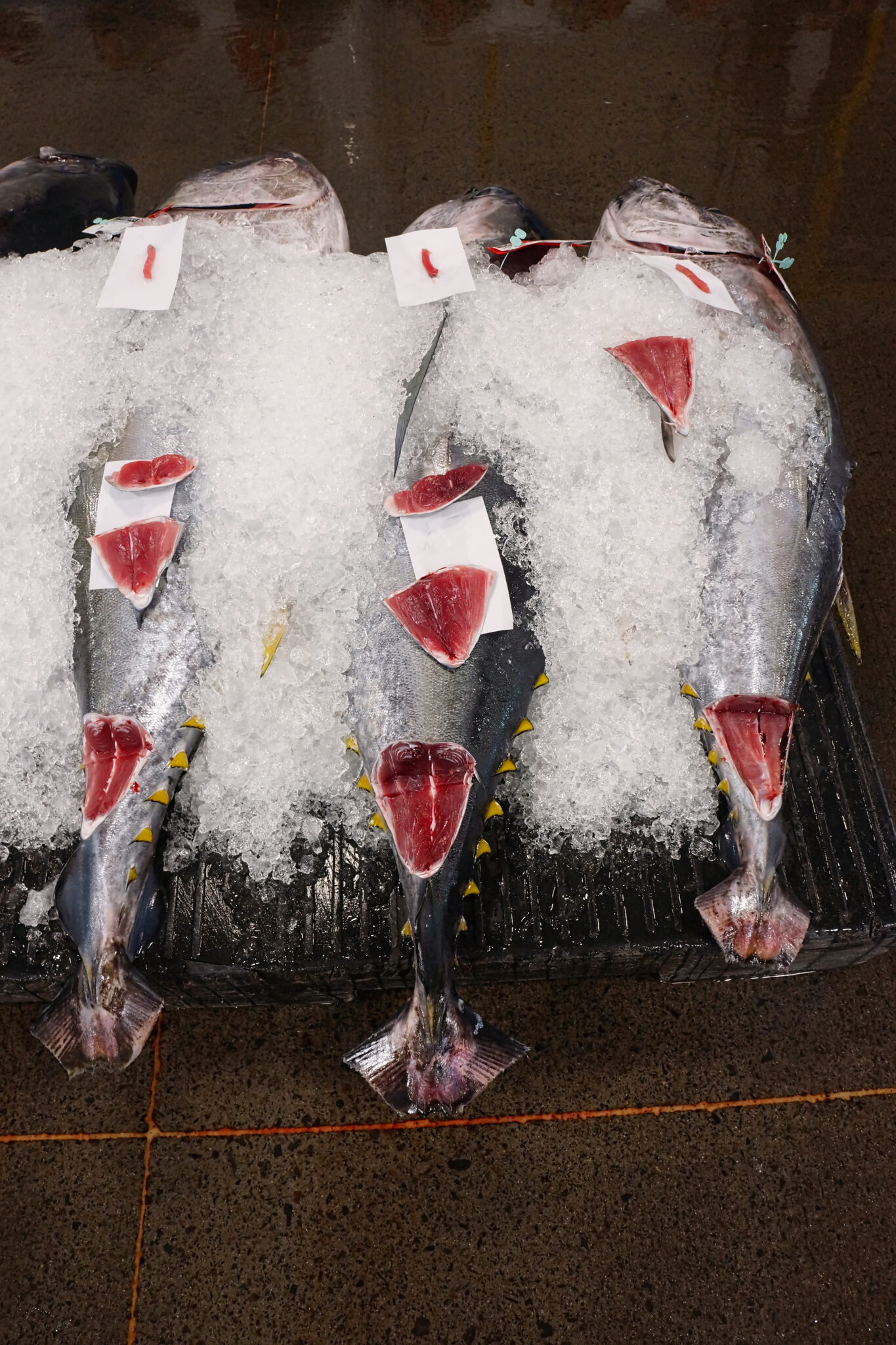 Mind-Blowing Most Expensive Tuna Ever Sold