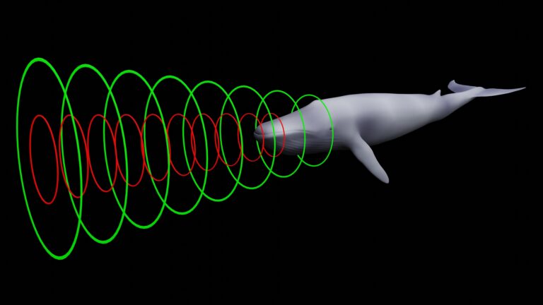 How Do Whales Communicate?