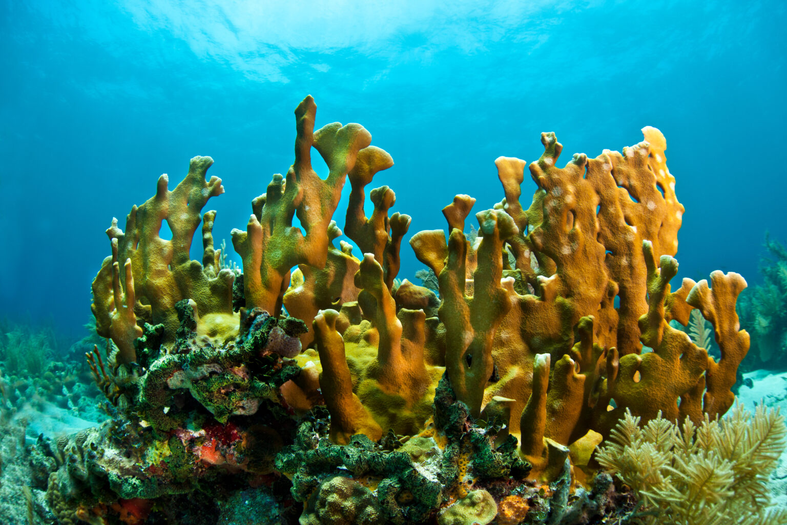 The Most Dangerous Coral On Earth Will Put You In Serious Pain
