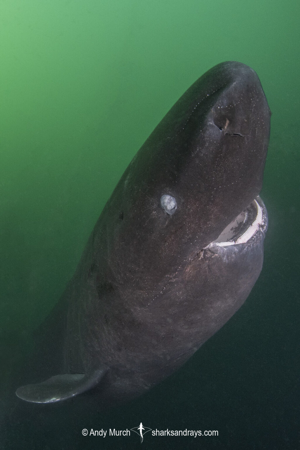 10 Largest Sharks in the World