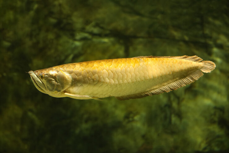 The Most Expensive Fish in the World is Mind-Blowing