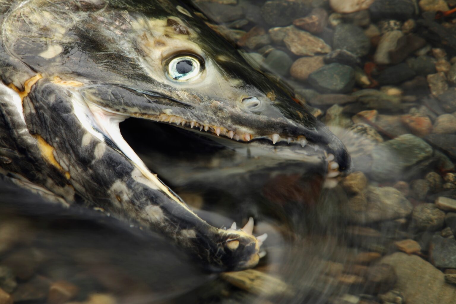 The Shocking Phenomenon of Zombie Salmon