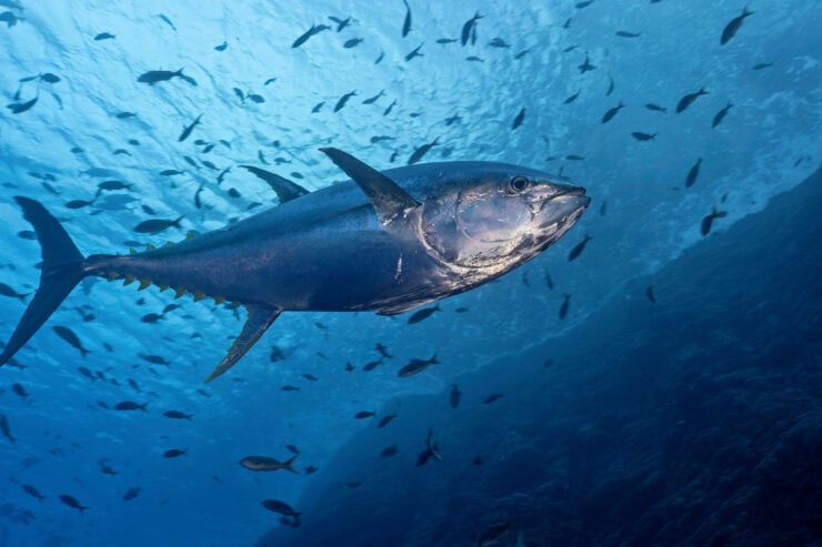 What's the Diffrence BetweenTuna and Yellowtail?