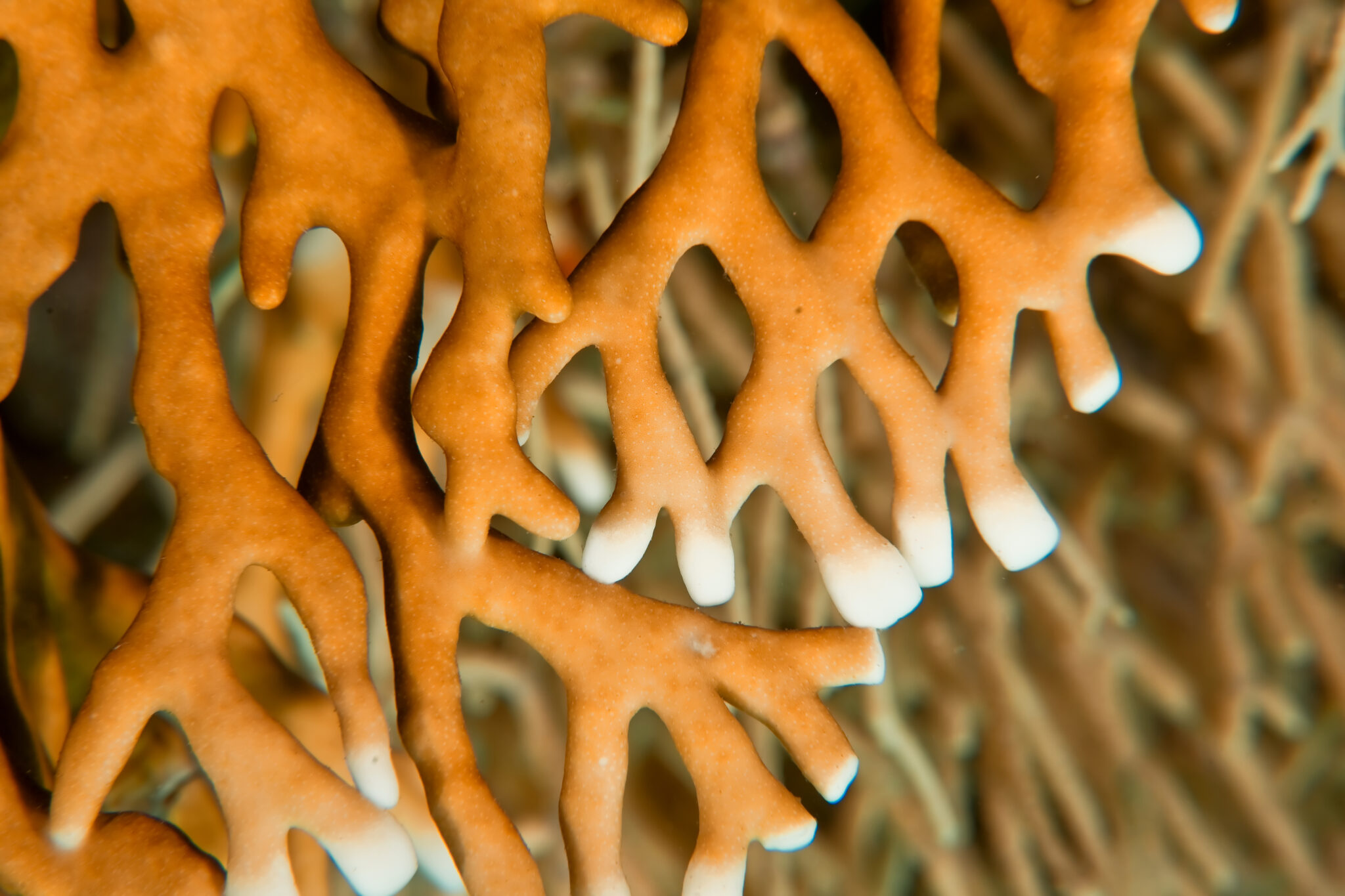 The Most Dangerous Coral On Earth Will Put You In Serious Pain