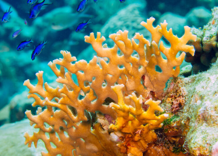The Most Dangerous Coral On Earth Will Put You In Serious Pain