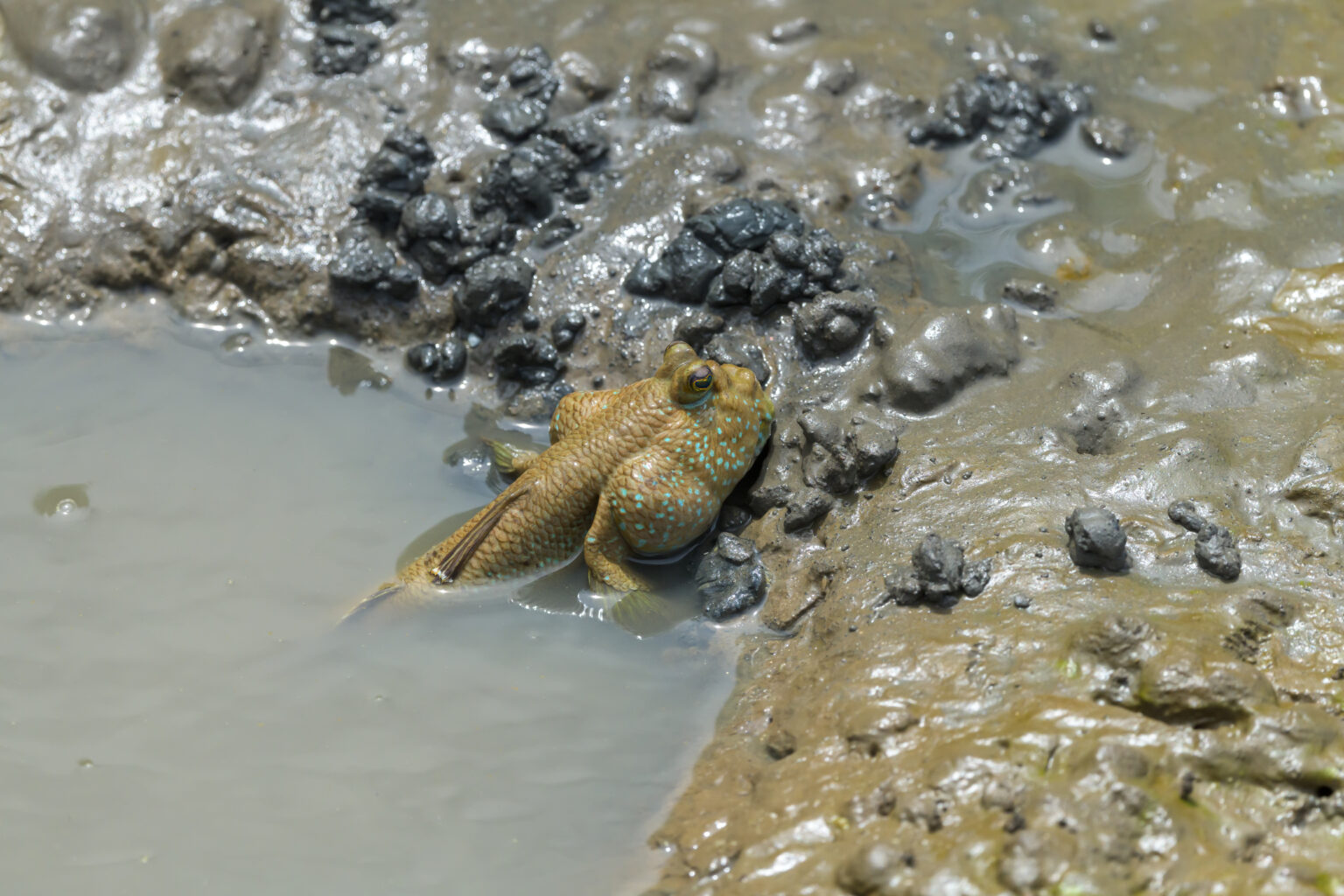 Can Fish Walk on Land?