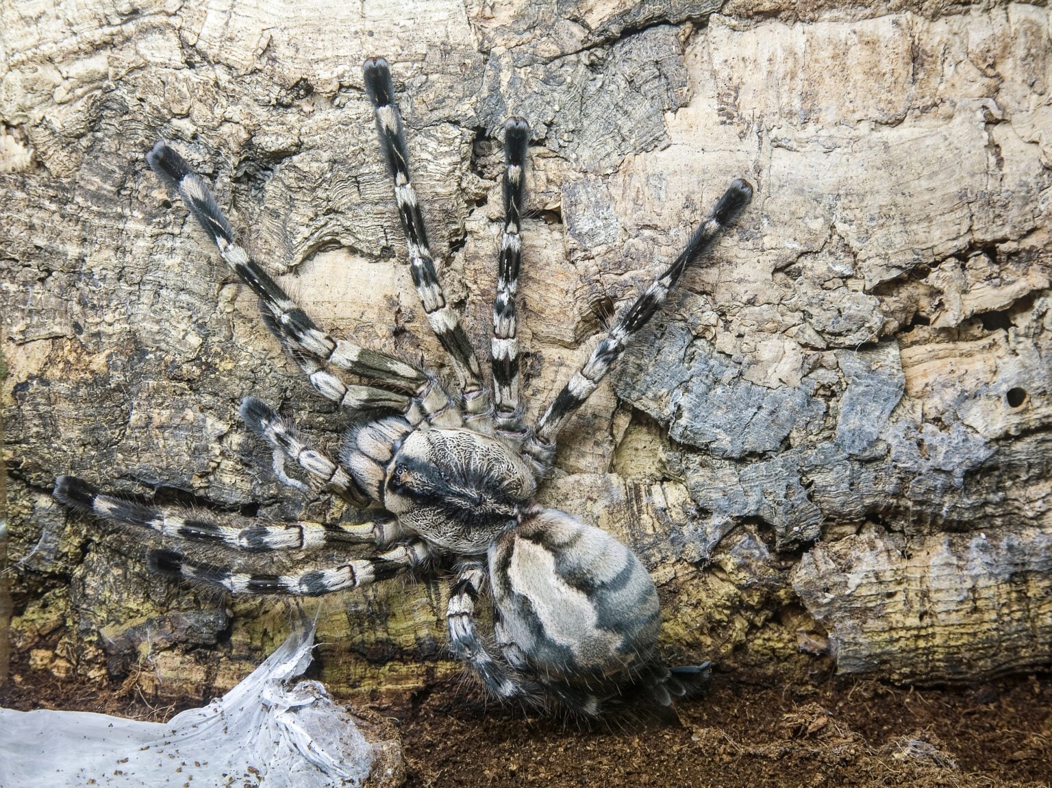 Biggest Spider Ever Recorded