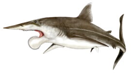 Meet the Prehistoric Shark With a Buzzsaw On Its Face