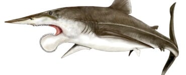 Interesting & Fun Facts About Marine Life - American Oceans