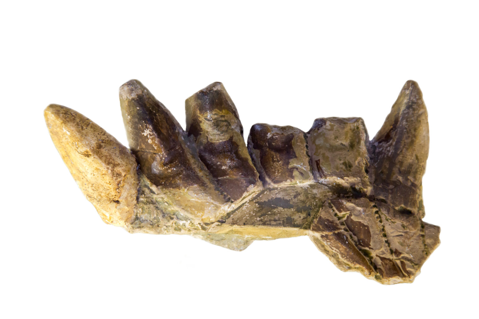 Meet the Prehistoric Shark With a Buzzsaw On Its Face