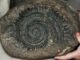 Meet the Prehistoric Shark With a Buzzsaw On Its Face