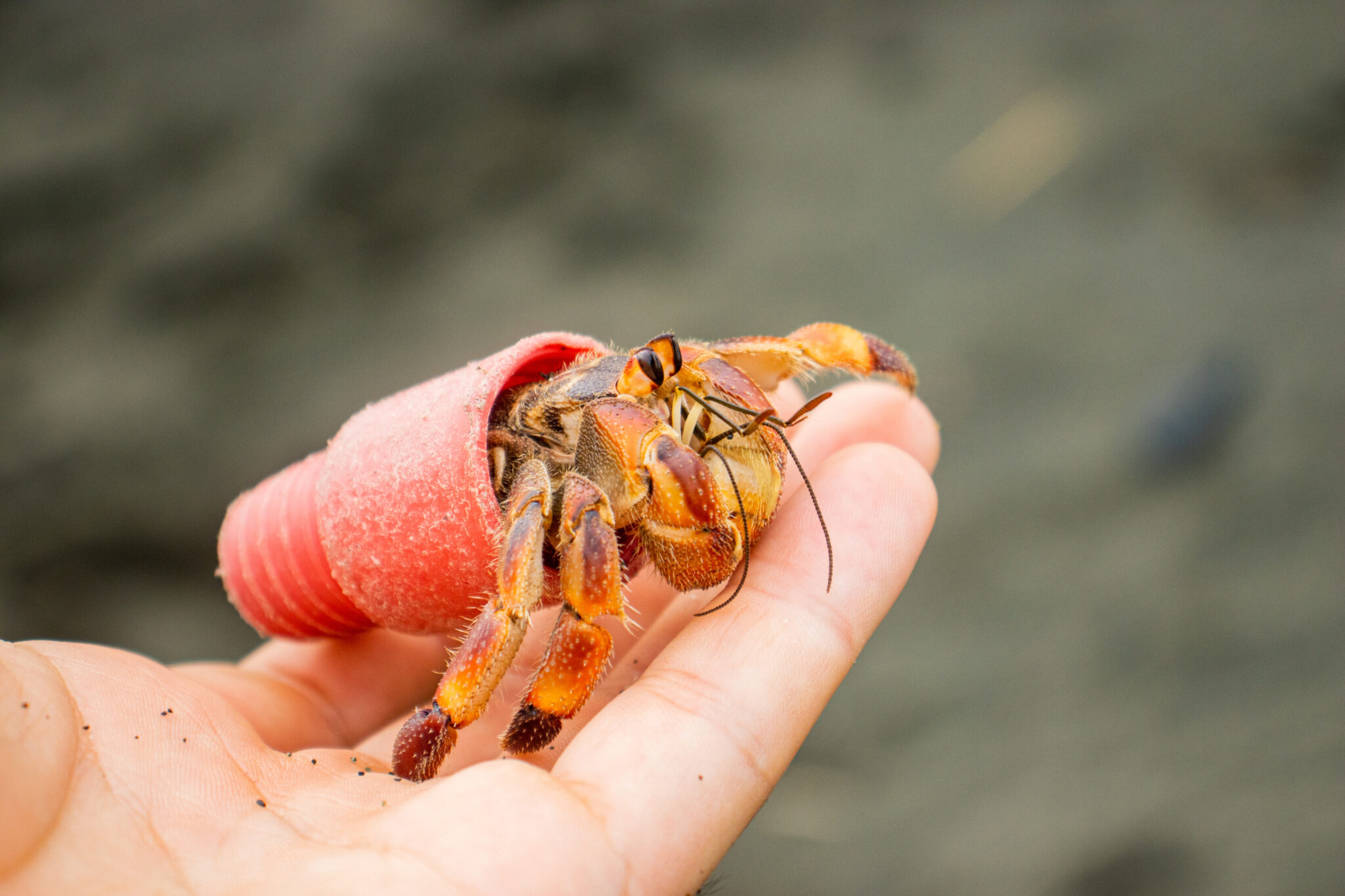 Most Hermit Crabs Are Using Trash For Shells Due to Extreme Levels of ...