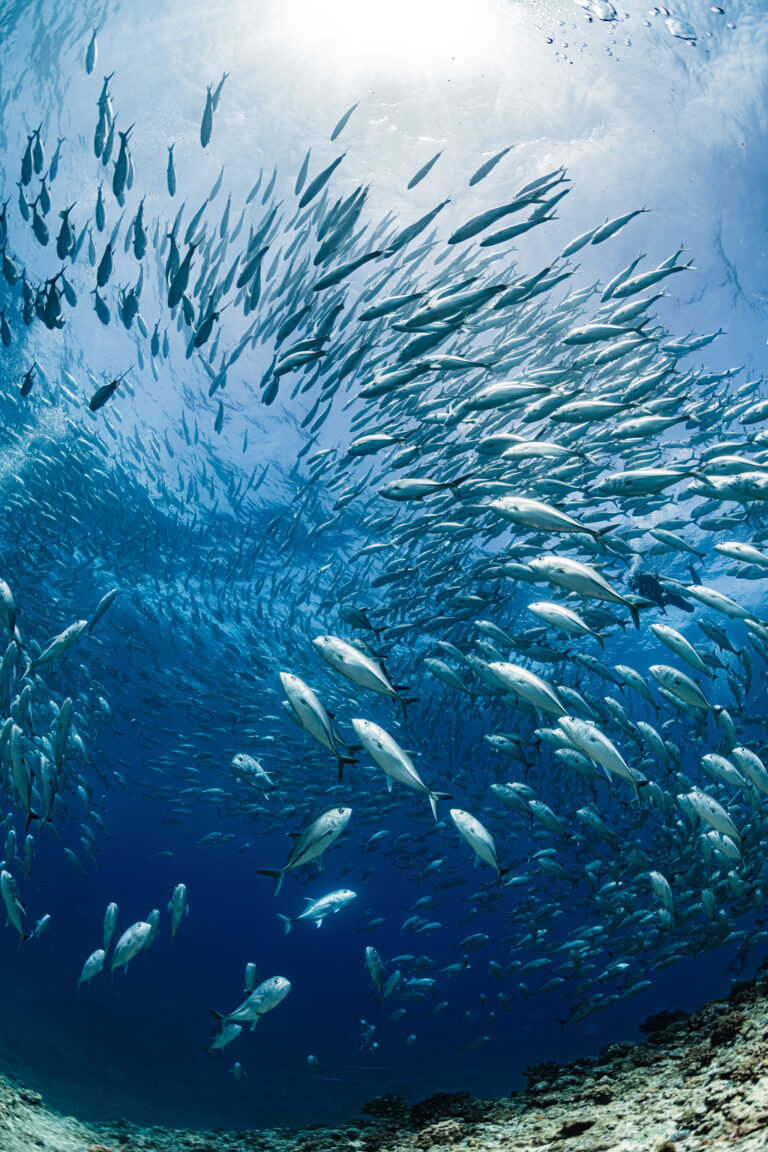 How Many Fish Are in the Ocean?