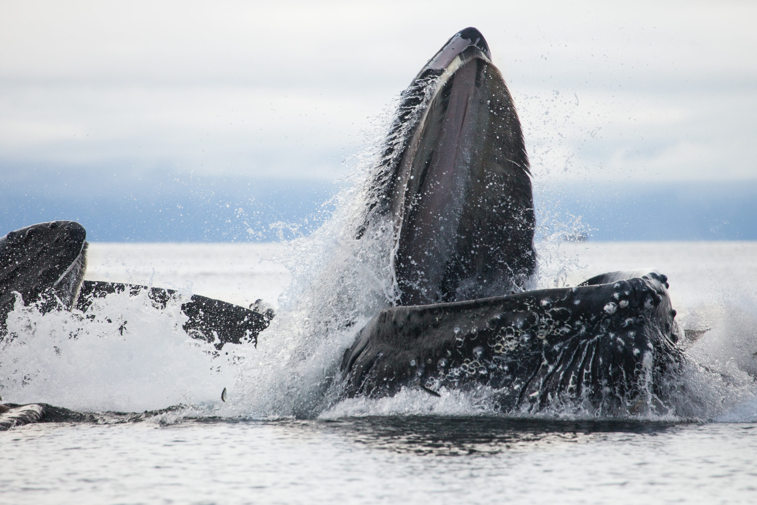 Whale Fish Eating Capacity