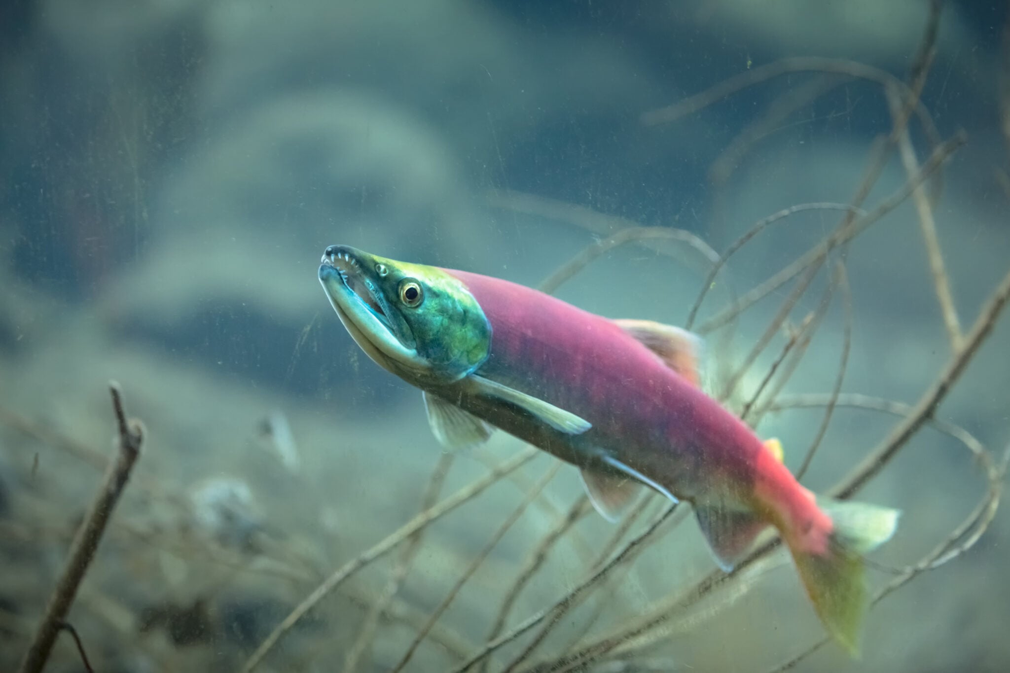 Kokanee Salmon