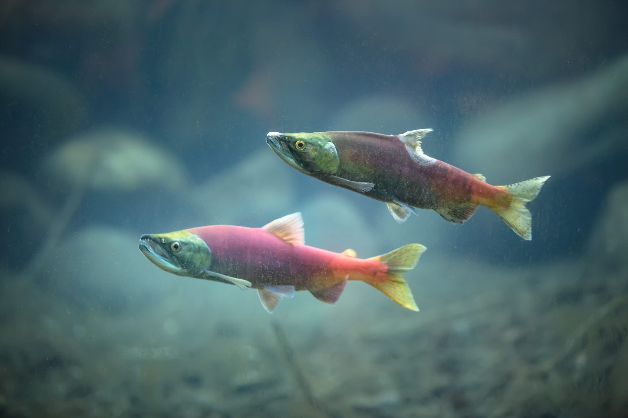 Kokanee Salmon