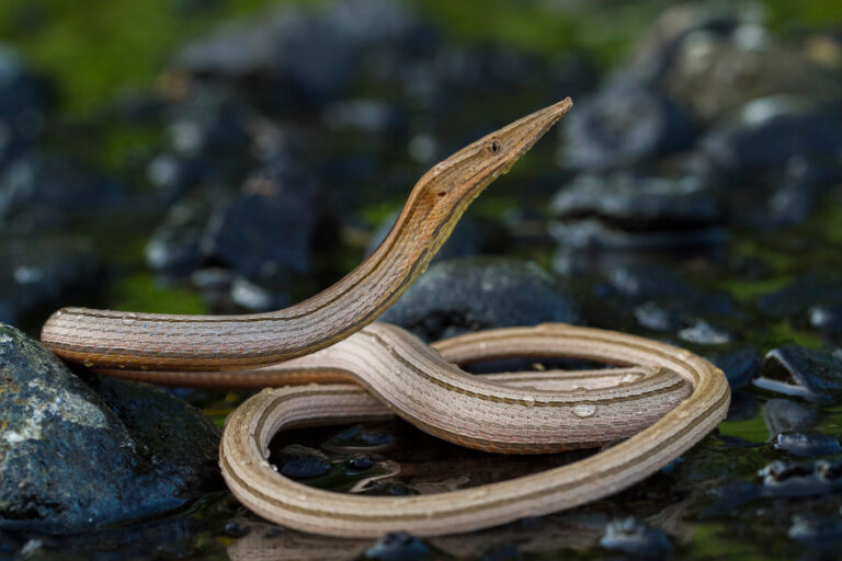 What's the DifferenceBetween a Legless Lizard and a Snake?