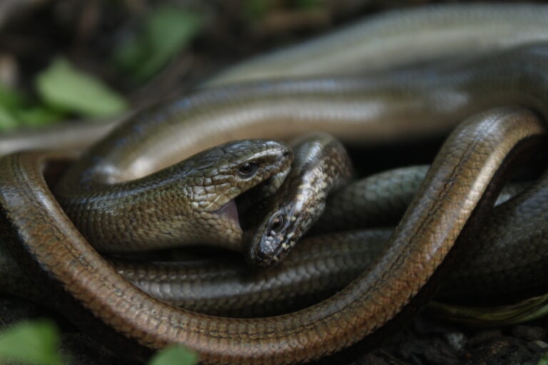 What's the DifferenceBetween a Legless Lizard and a Snake?
