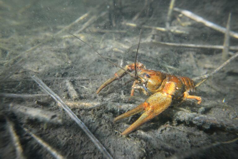 What's the Difference Between a Lobster and a Crayfish?