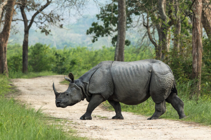 What's the Difference Between a Hippo and a Rhino?