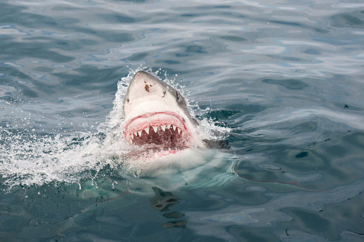 Deep Blue: The Biggest Shark Ever Filmed and Its Massive Impact on ...