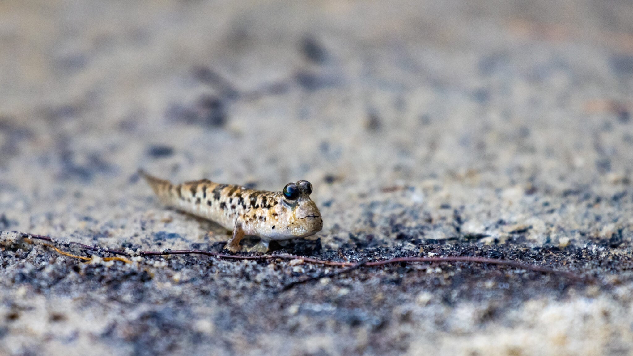 Can Fish Walk on Land?
