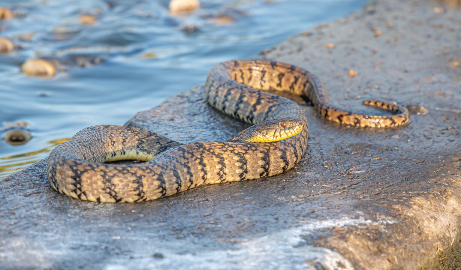 What's the Difference Between a Copperhead and a Water Snake?